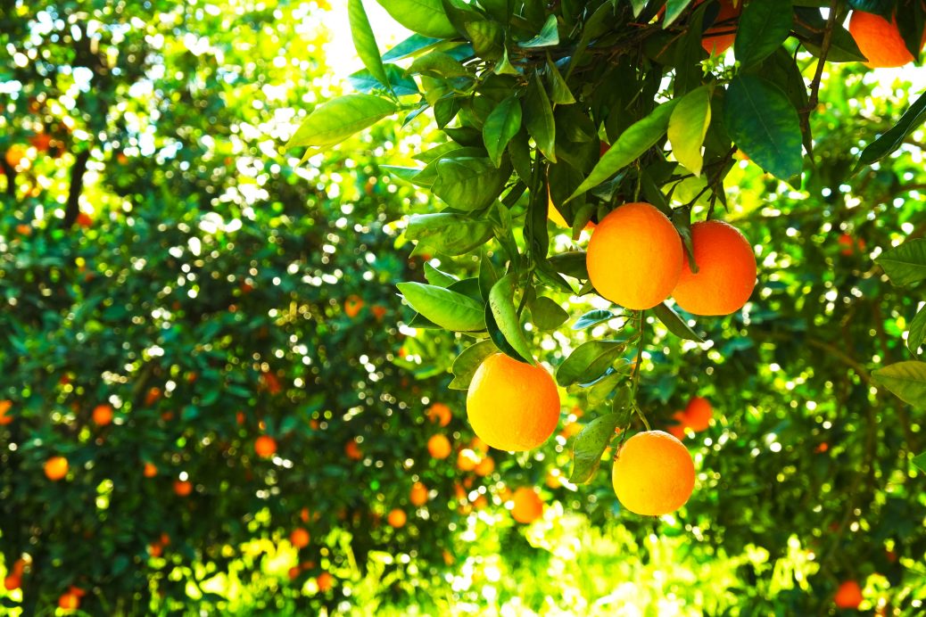 Adopta un Naranjo - Kobox