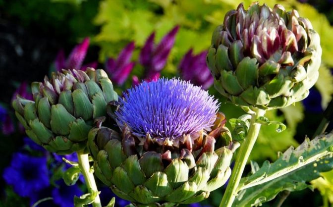 La alcachofa y sus increíbles aplicaciones medicinales - Kobox