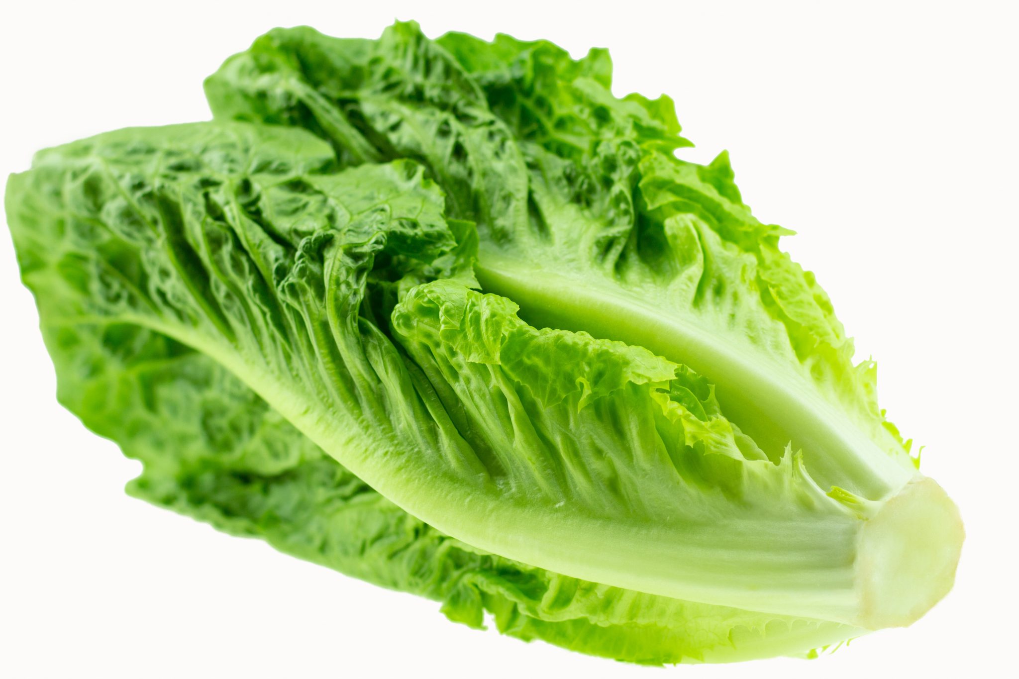 La LECHUGA: análisis histórico, bioquímico y biológico - Kobox La ...