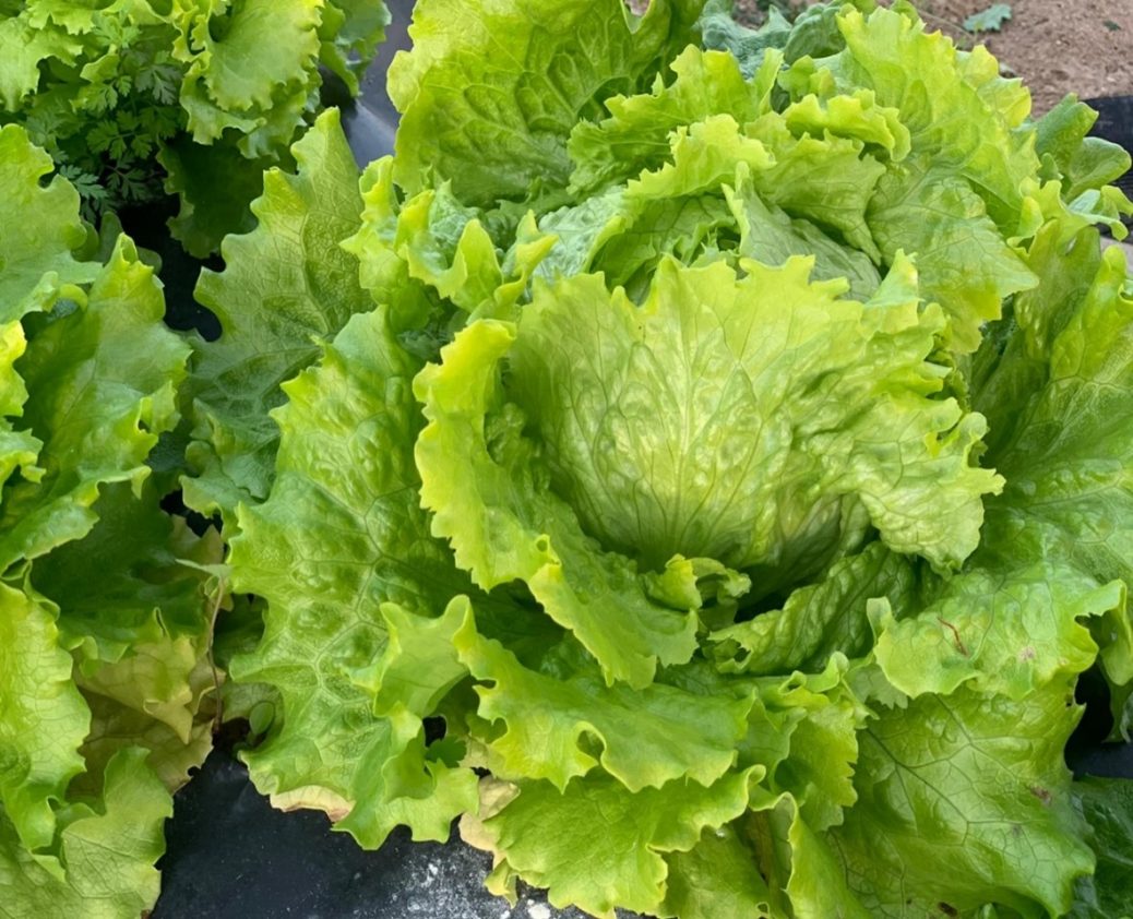 La LECHUGA: análisis histórico, bioquímico y biológico - Kobox La ...