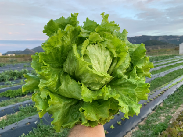 La LECHUGA: análisis histórico, bioquímico y biológico - Kobox La ...