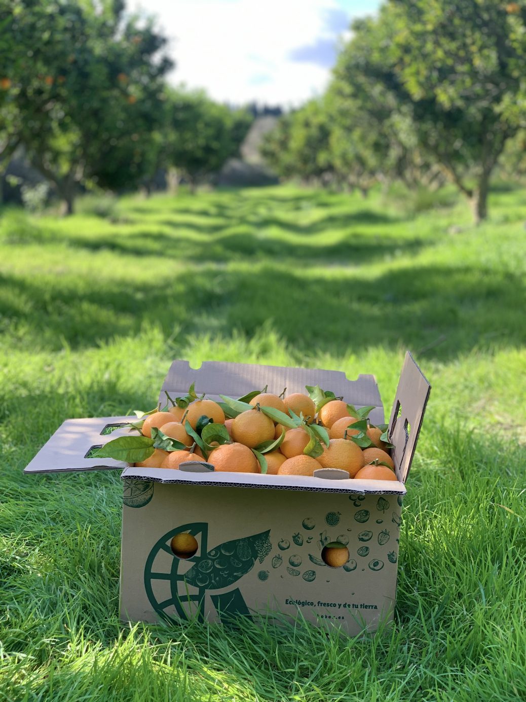 ¿POR QUÉ LOS CITRÍCOS SON TAN SALUDABLES? Historia y Análisis ...