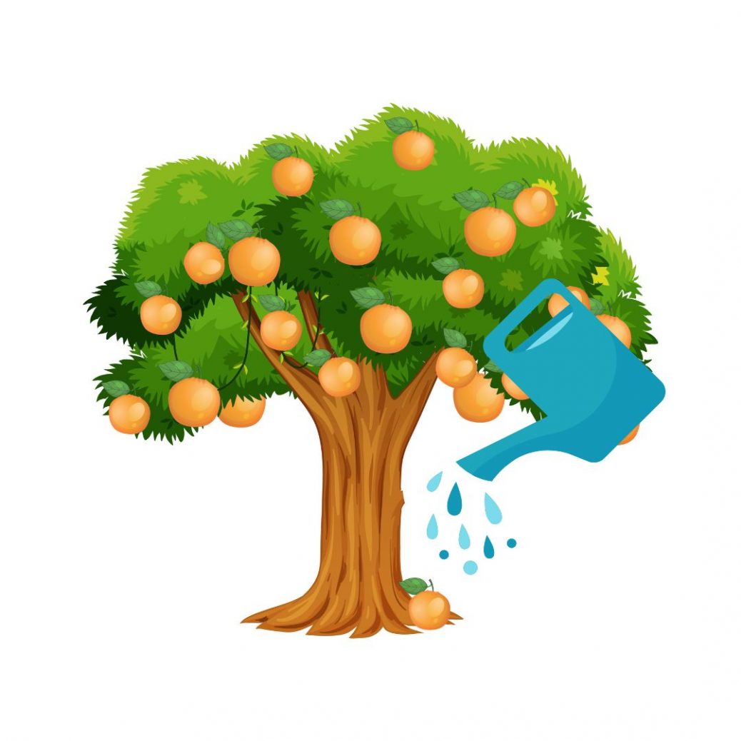 Patenschaft für einen Orangenbaum - Kobox