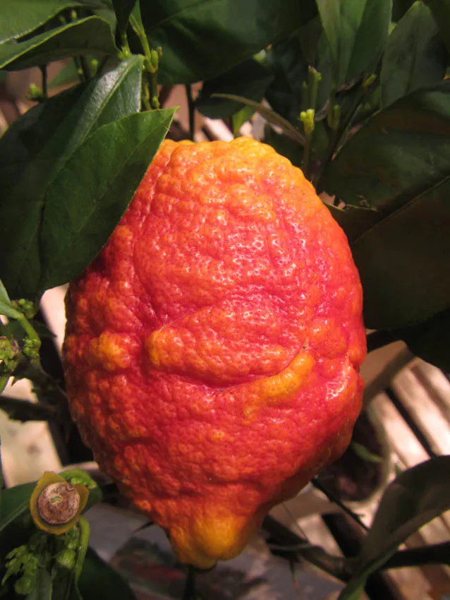 Limon Rojo 1kg - Kobox